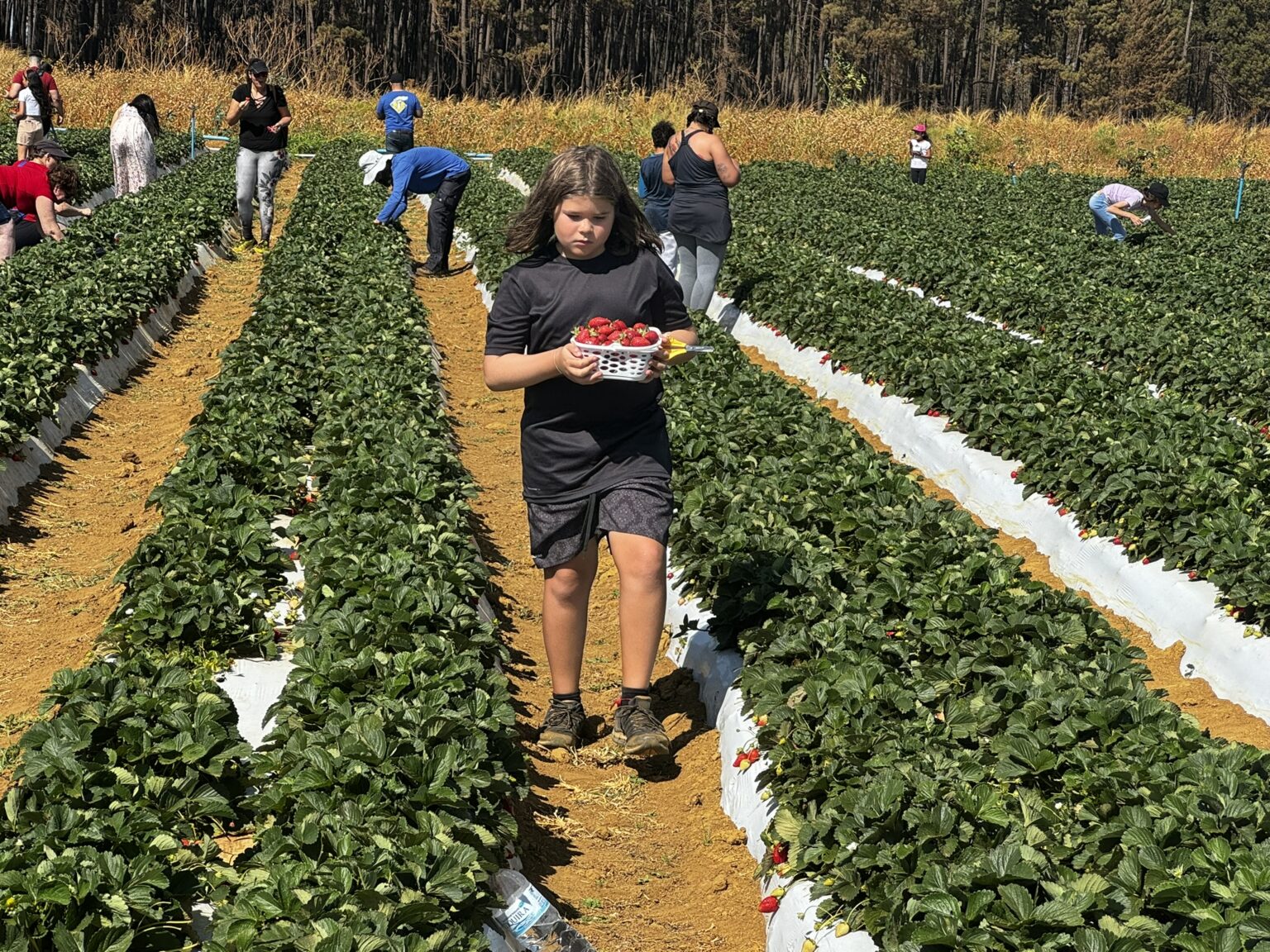 Colha & Pague do morango na Festa do Morango | TUDO AÍ